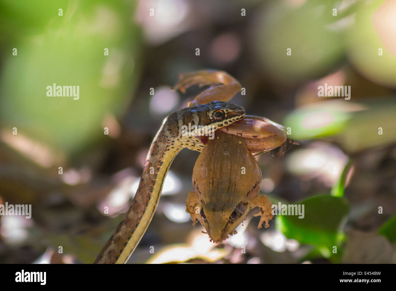 Snake swallowing frog hi-res stock photography and images - Alamy