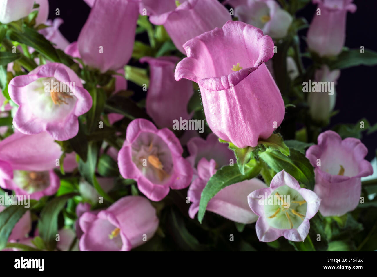 Bells bell flower Stock Photo - Alamy