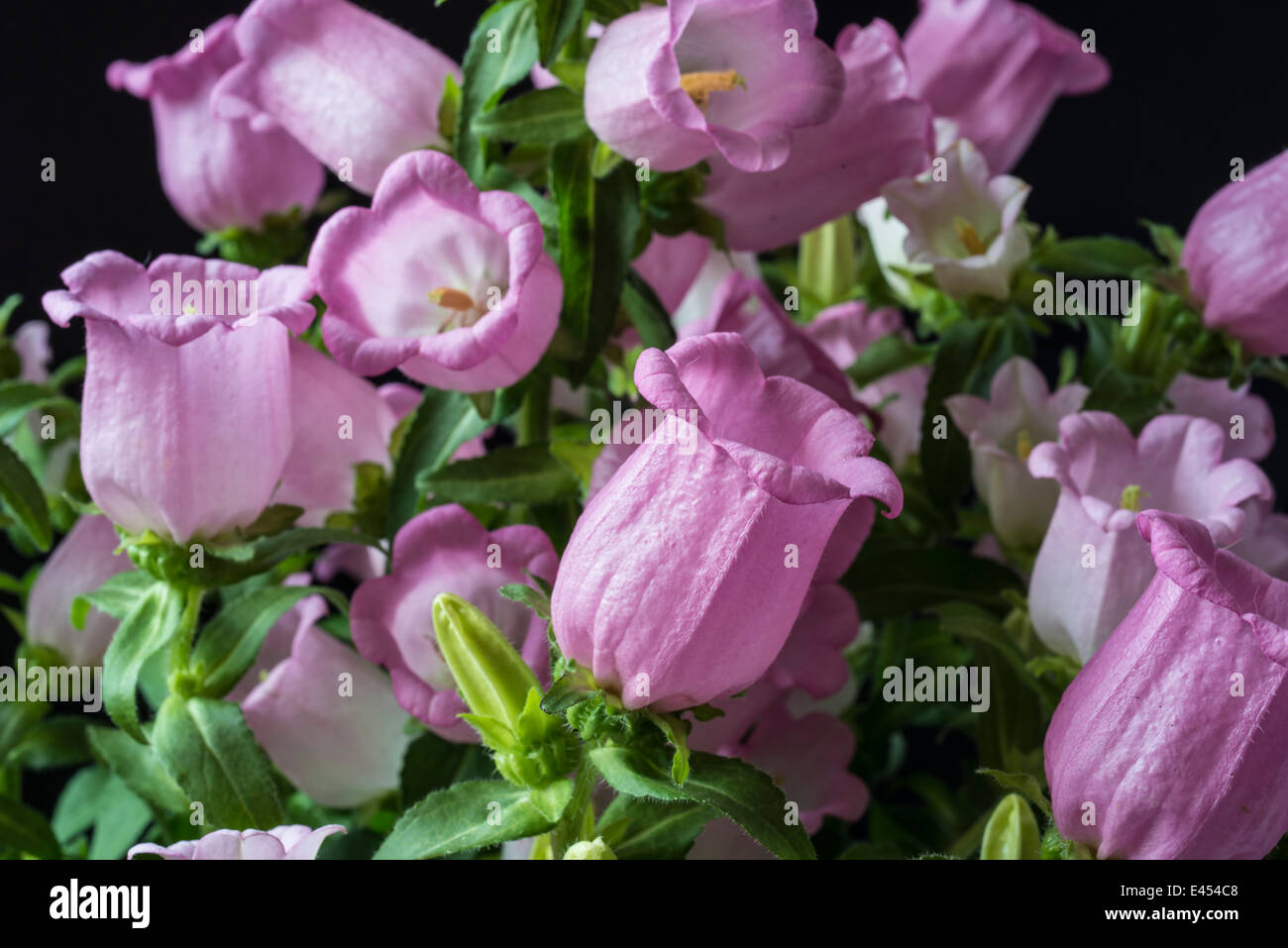 Bells bell flower Stock Photo - Alamy
