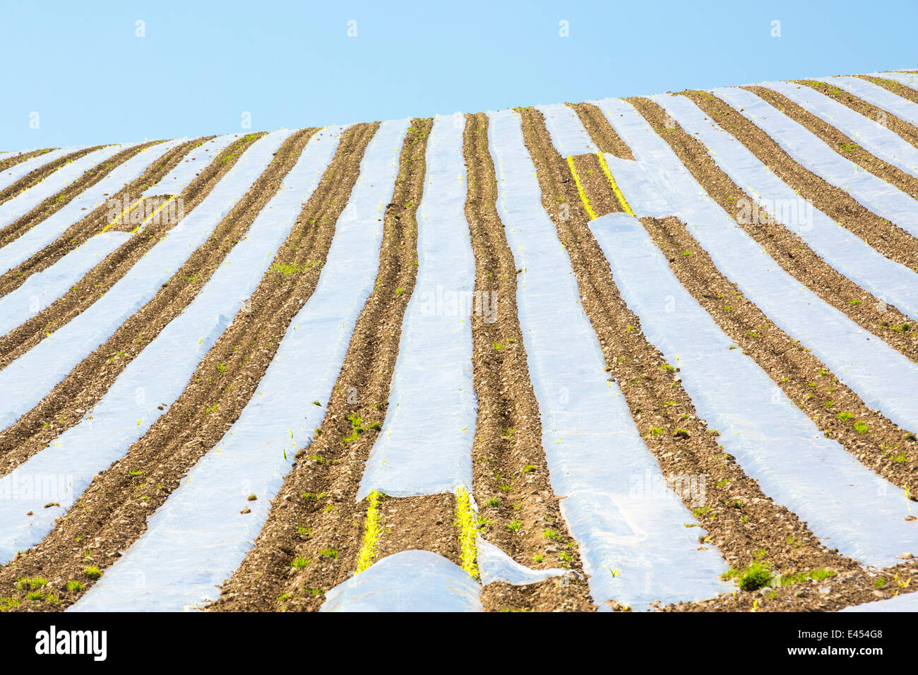 Plastic shelter hi-res stock photography and images - Alamy