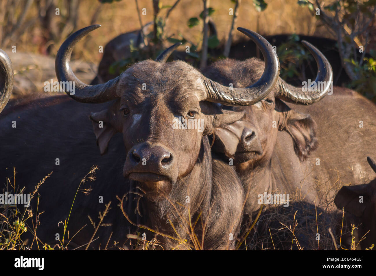 Buffalo face nature safari hi-res stock photography and images - Alamy