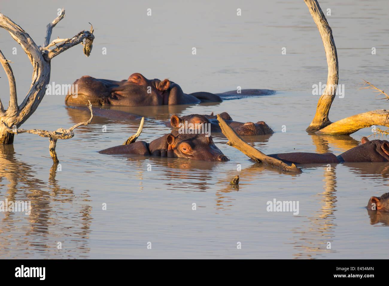 Pod of hippos relaxing in a dam in the late afternoon sun Stock Photo ...