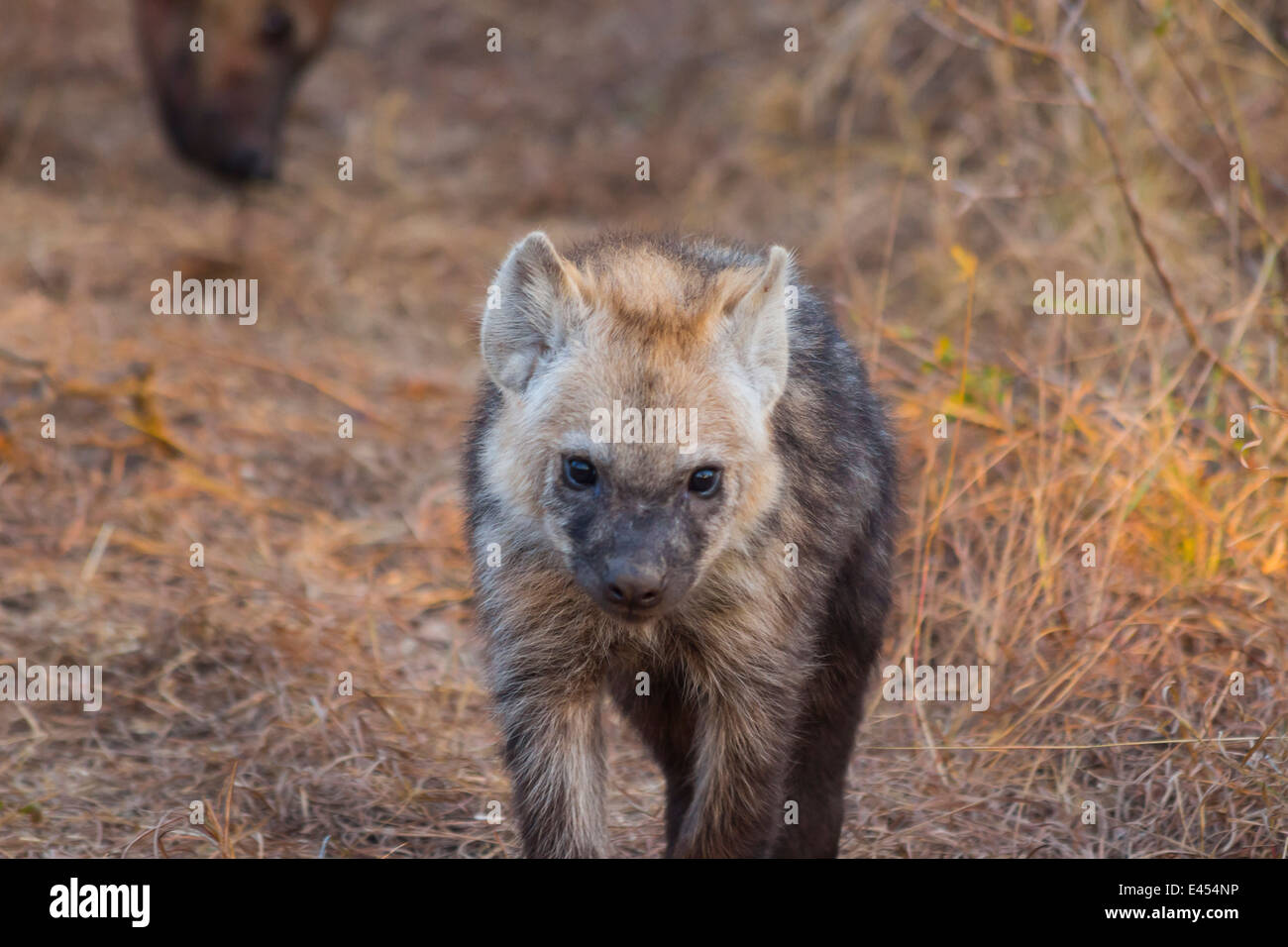 Hyena pup slowing walking forwards in the wild Stock Photo - Alamy