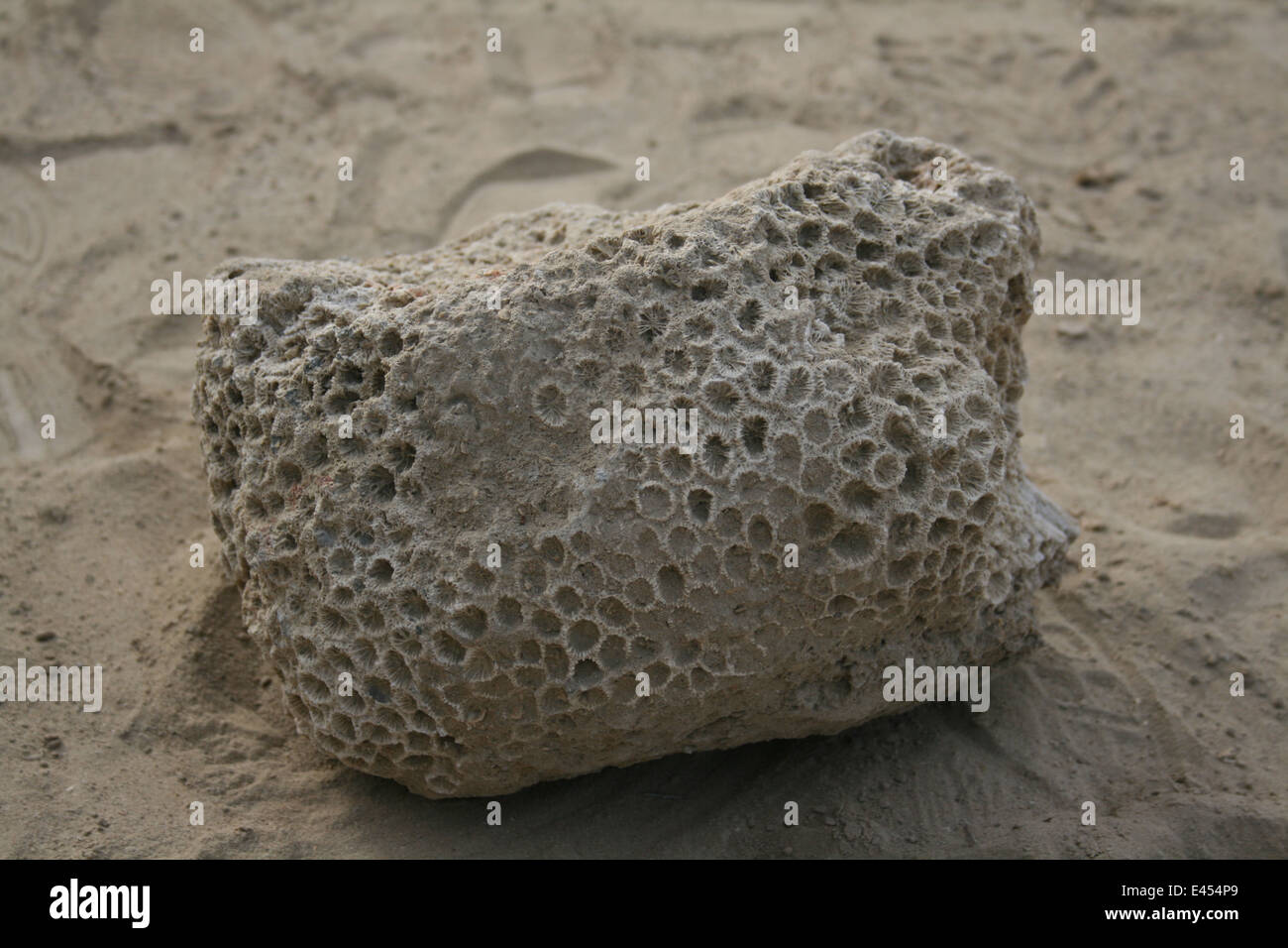 Coral Stone Foot Baths
