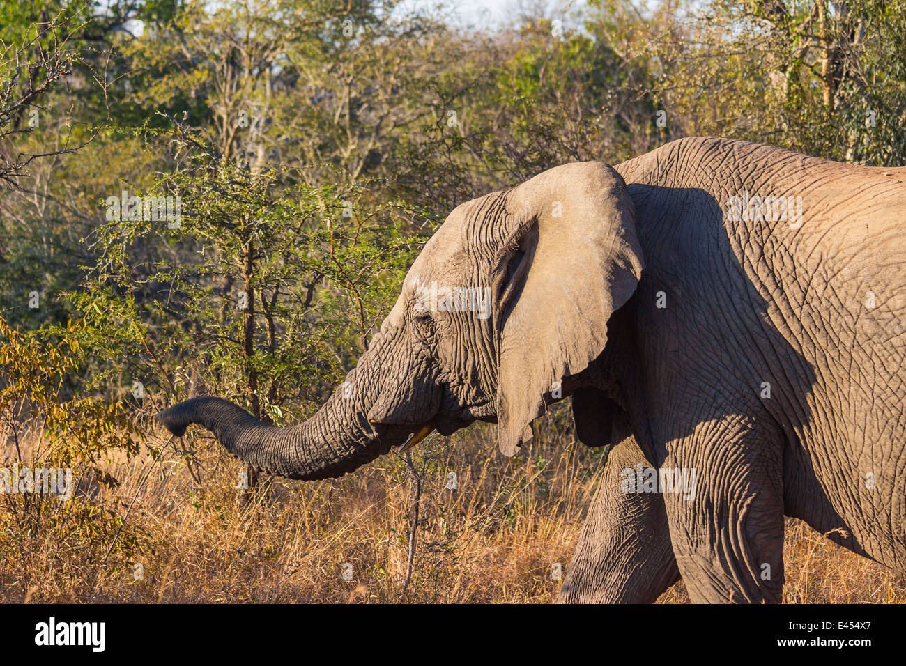 Elephant walking in the wild with its trunk extended Stock Photo - Alamy