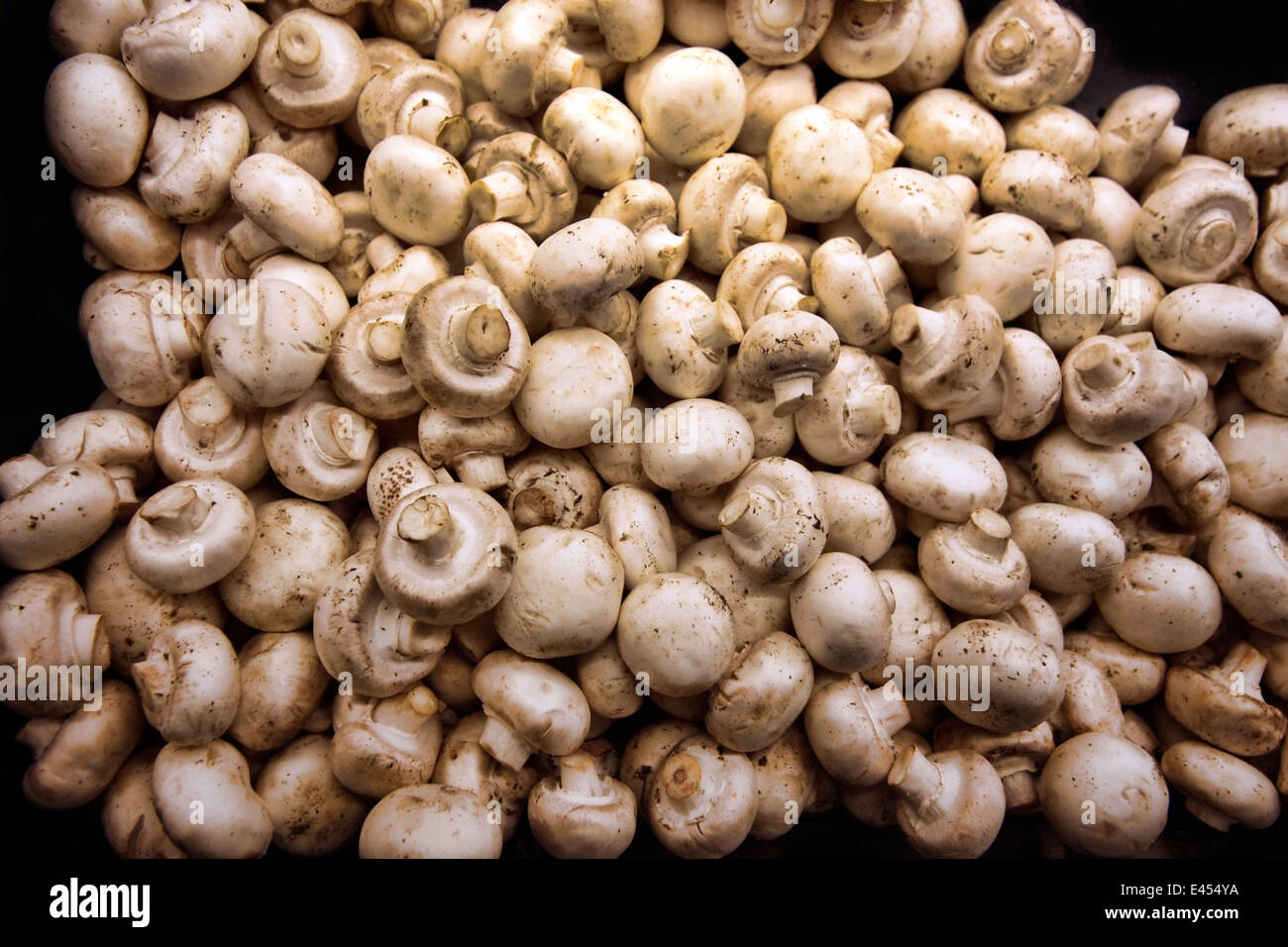 Champignons. Mushrooms on black background Stock Photo - Alamy