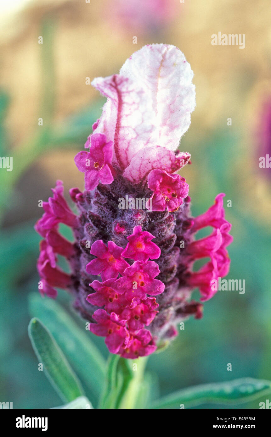 Lavendula stoechas Kew Red Butterfly Lavender French Lavender. Shrub ...