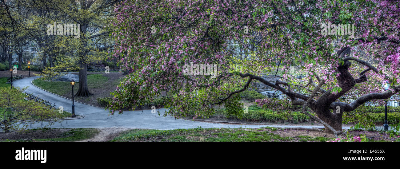 Central Park, New York City in early spring panoramic Stock Photo - Alamy
