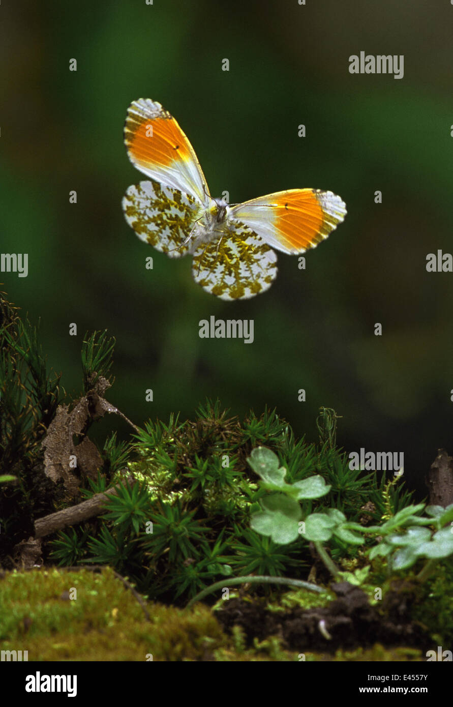 Butterfly in flight hi-res stock photography and images - Alamy