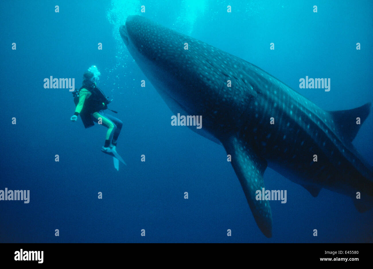Martha Holmes swims with Whale Shark off Hawaii, 1991 on location for ...