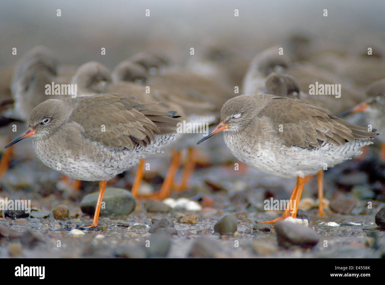 Redshanks (Tringa totanus) flocking to reduce heat loss, Angus ...