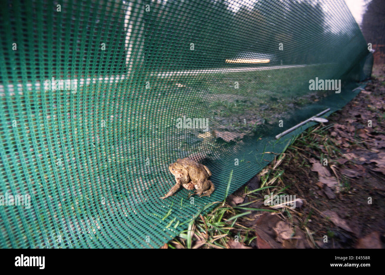 Toadfence hi-res stock photography and images - Alamy