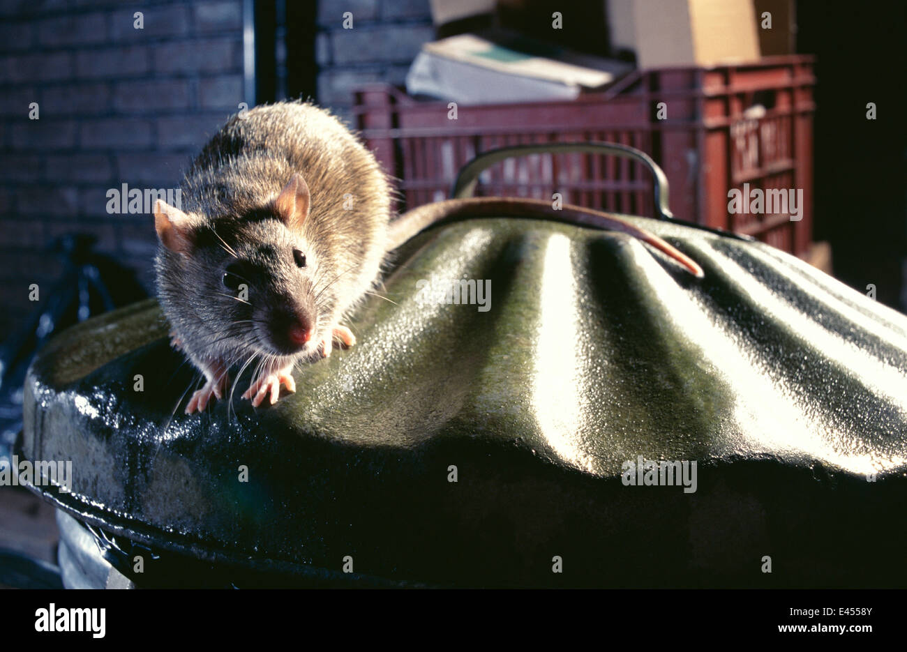 Brown rat (Rattus norvegicus) on dustbin, Europe Stock Photo - Alamy