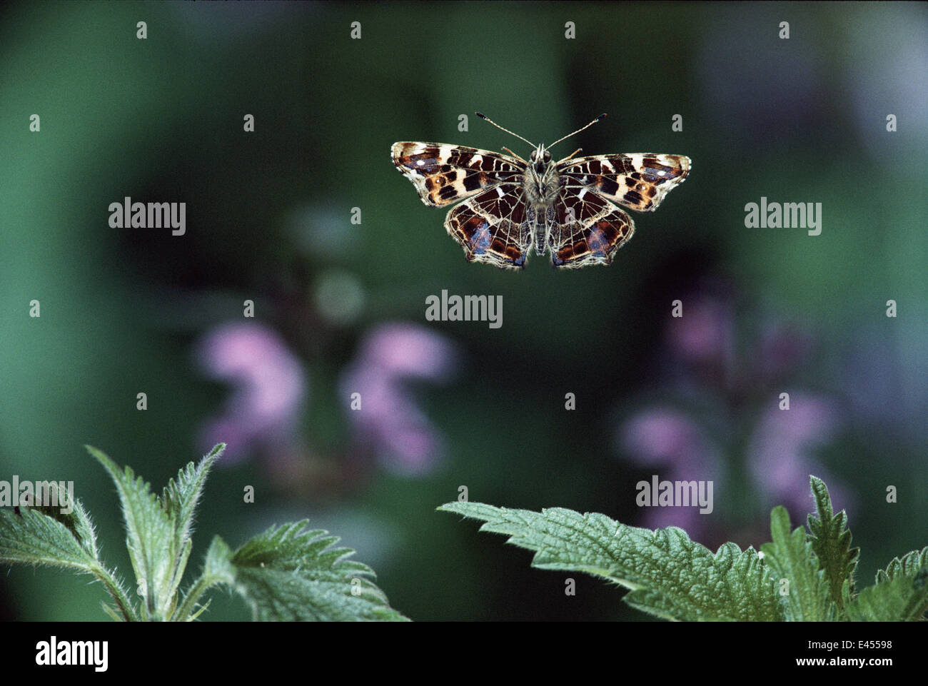 Map Butterfly flying. Life cycle sequence 1/6 Stock Photo - Alamy