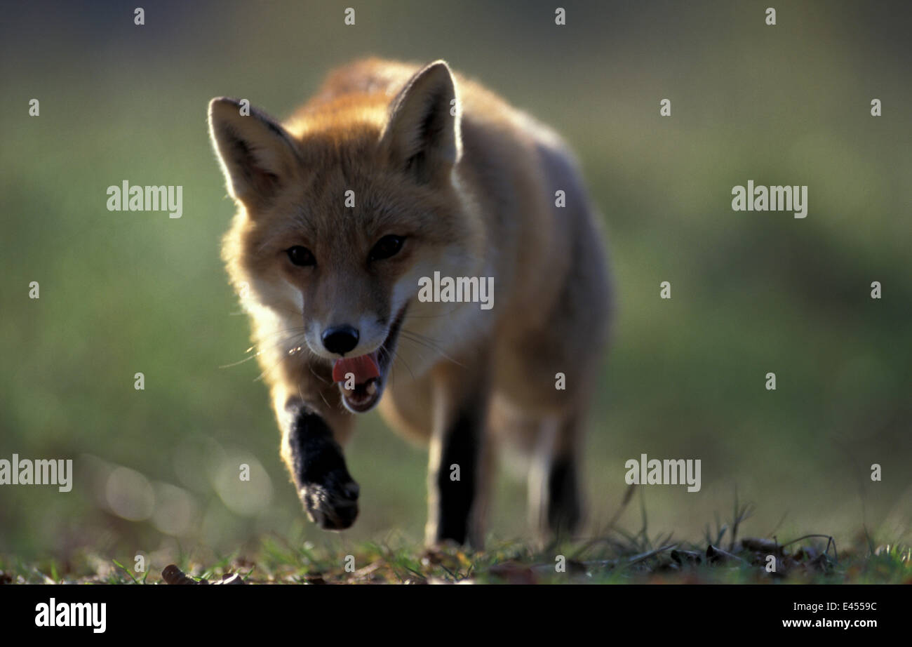Red fox on the prowl. (Vulpes vulpes) Germany Stock Photo - Alamy