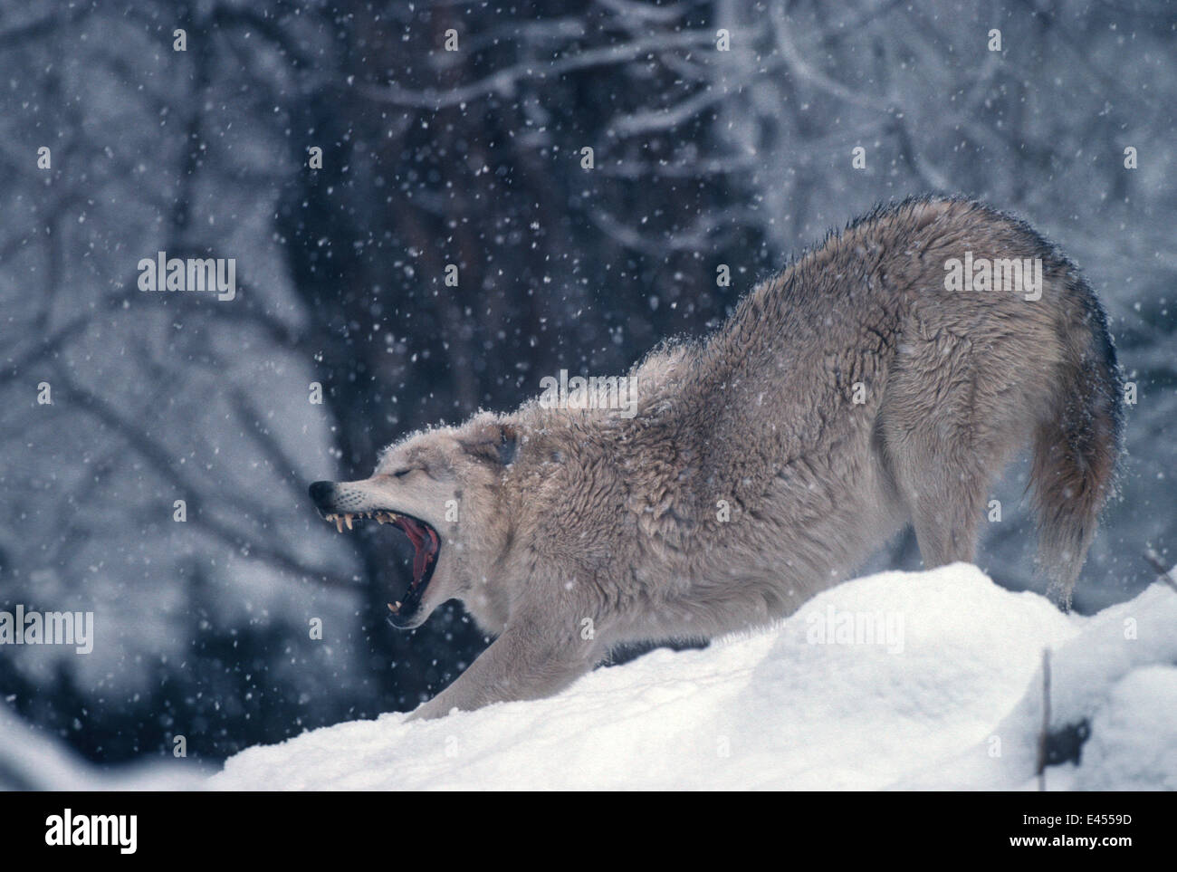 Grey wolf stretching & yawning (Canis lupus) captive Stock Photo - Alamy