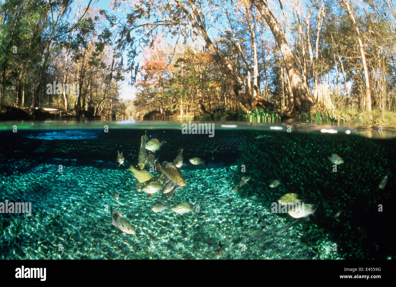 Split level view of river Basslets (Grammidae) in freshwater spring ...
