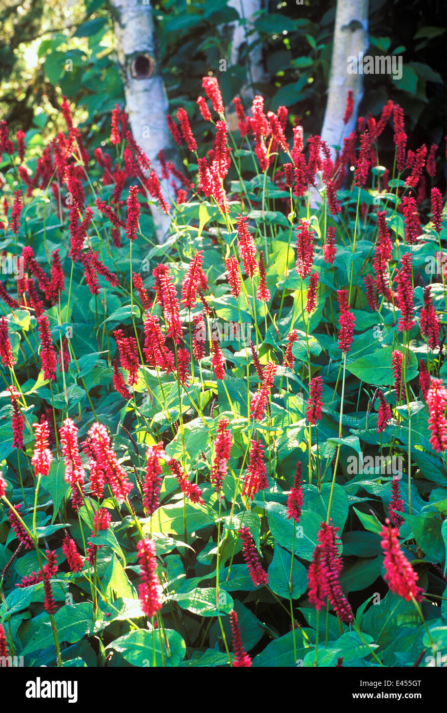 Persicaria amplexicaulis Taurus,Perennial, July. Portrait of bottle ...