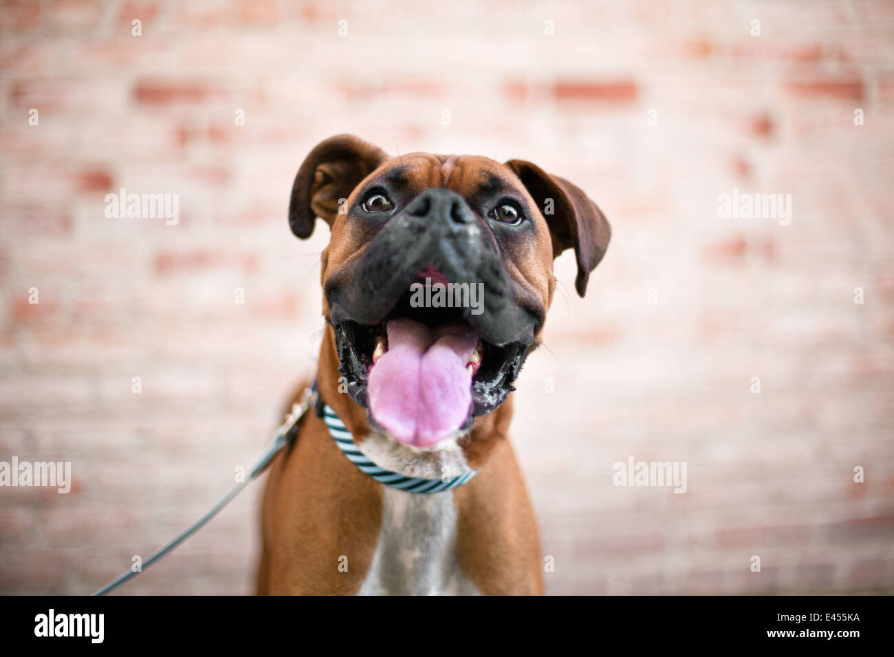 Boxer dog hi-res stock photography and images - Alamy