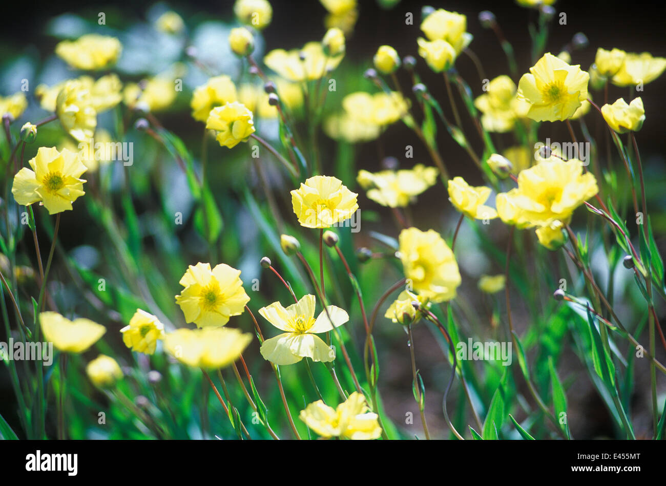 Ranunculus x arendsii Moonlight, Buttercup, Bachelors Buttons ...