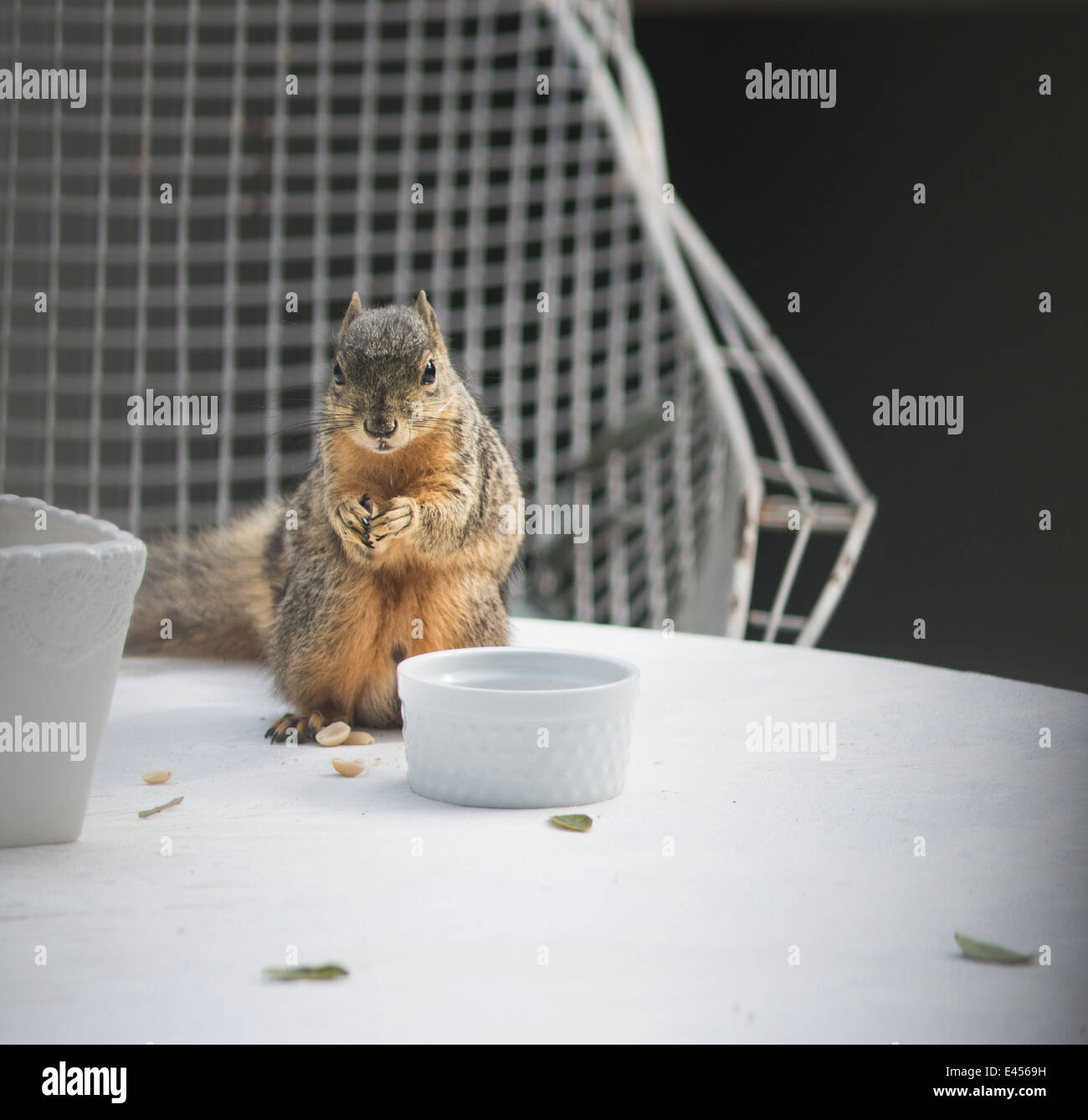Portrait of a squirrel feeding on garden table Stock Photo - Alamy
