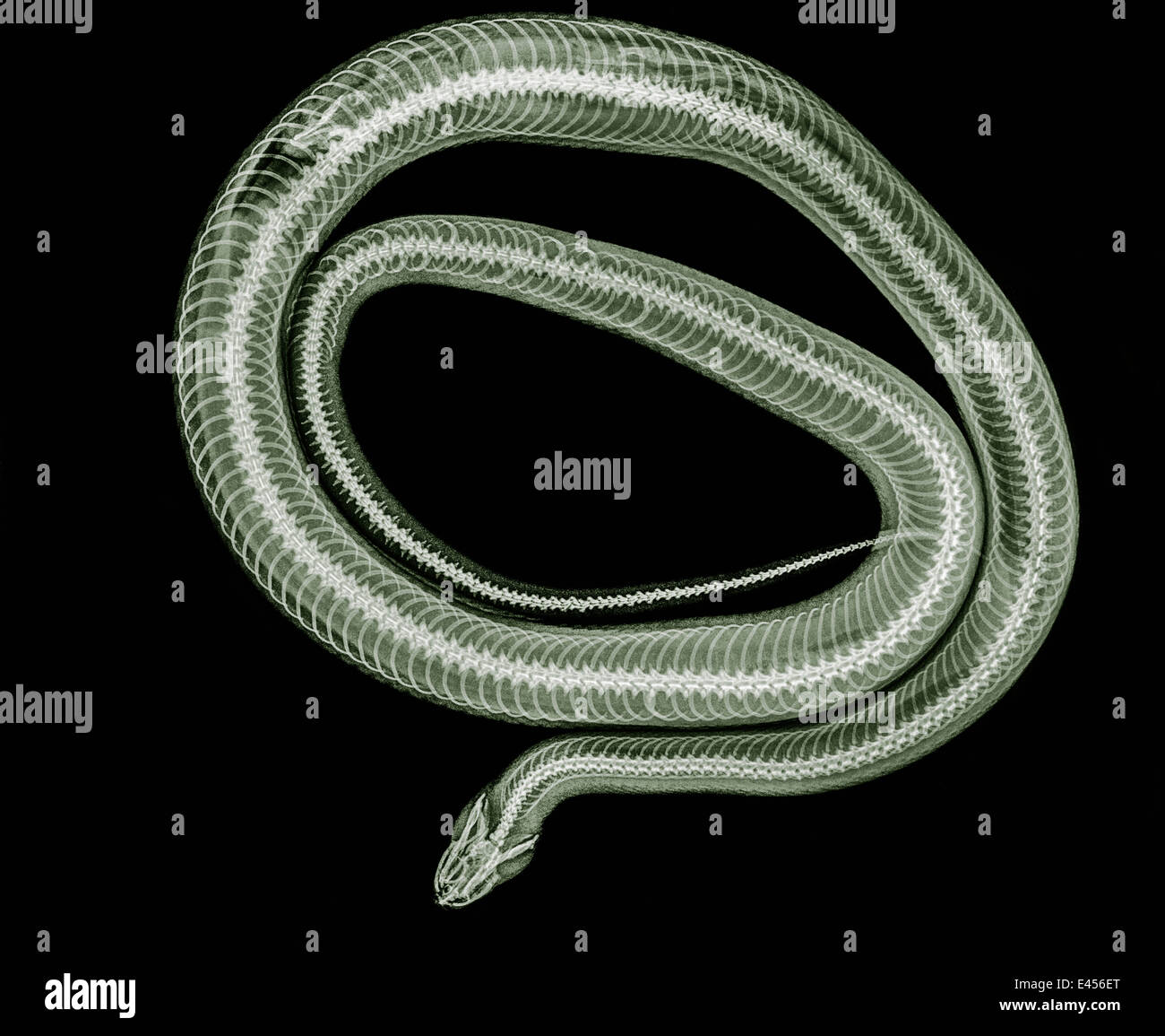 Xray image of coiled snake Stock Photo - Alamy