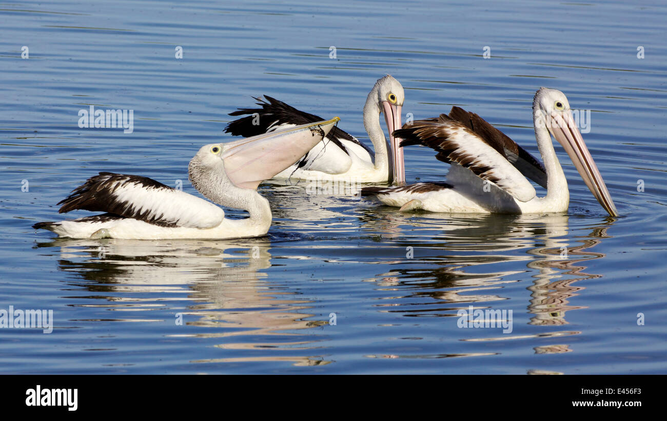 Australian pelican swim hi-res stock photography and images - Alamy