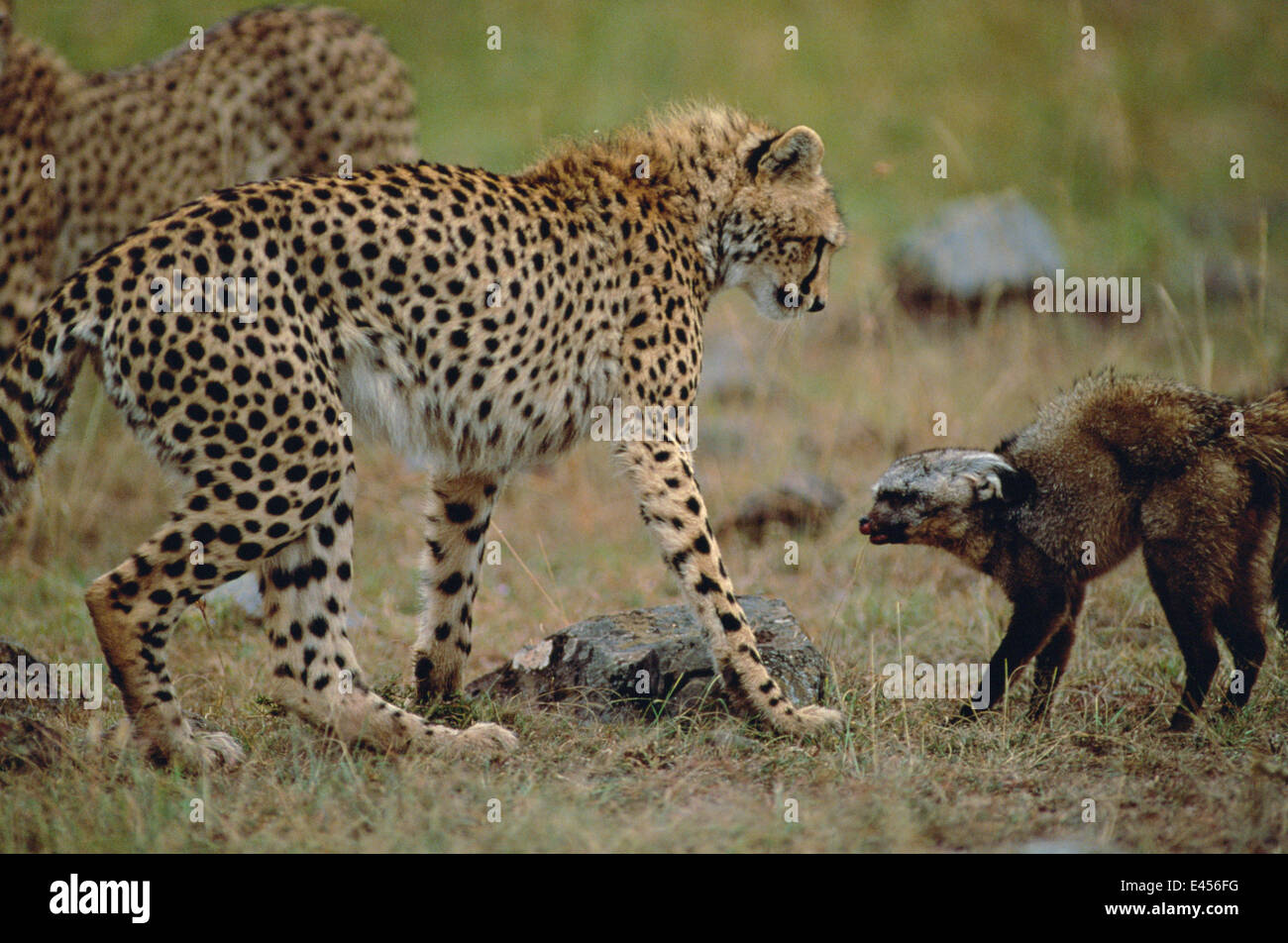 Inquisitive cheetahs with Bat eared fox, Masai Mara Kenya (Acinonyx ...