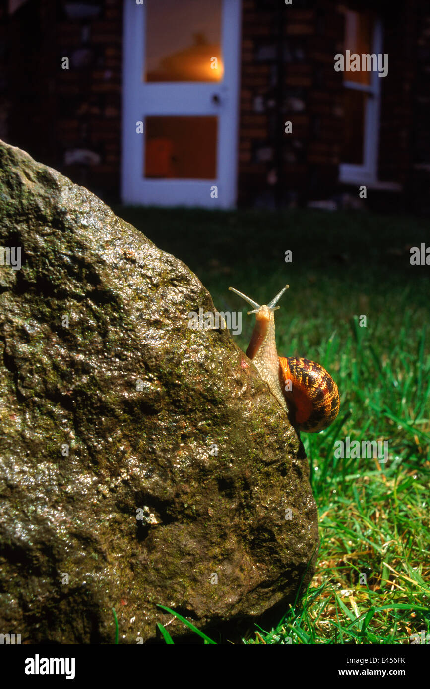Common garden snail hi-res stock photography and images - Alamy