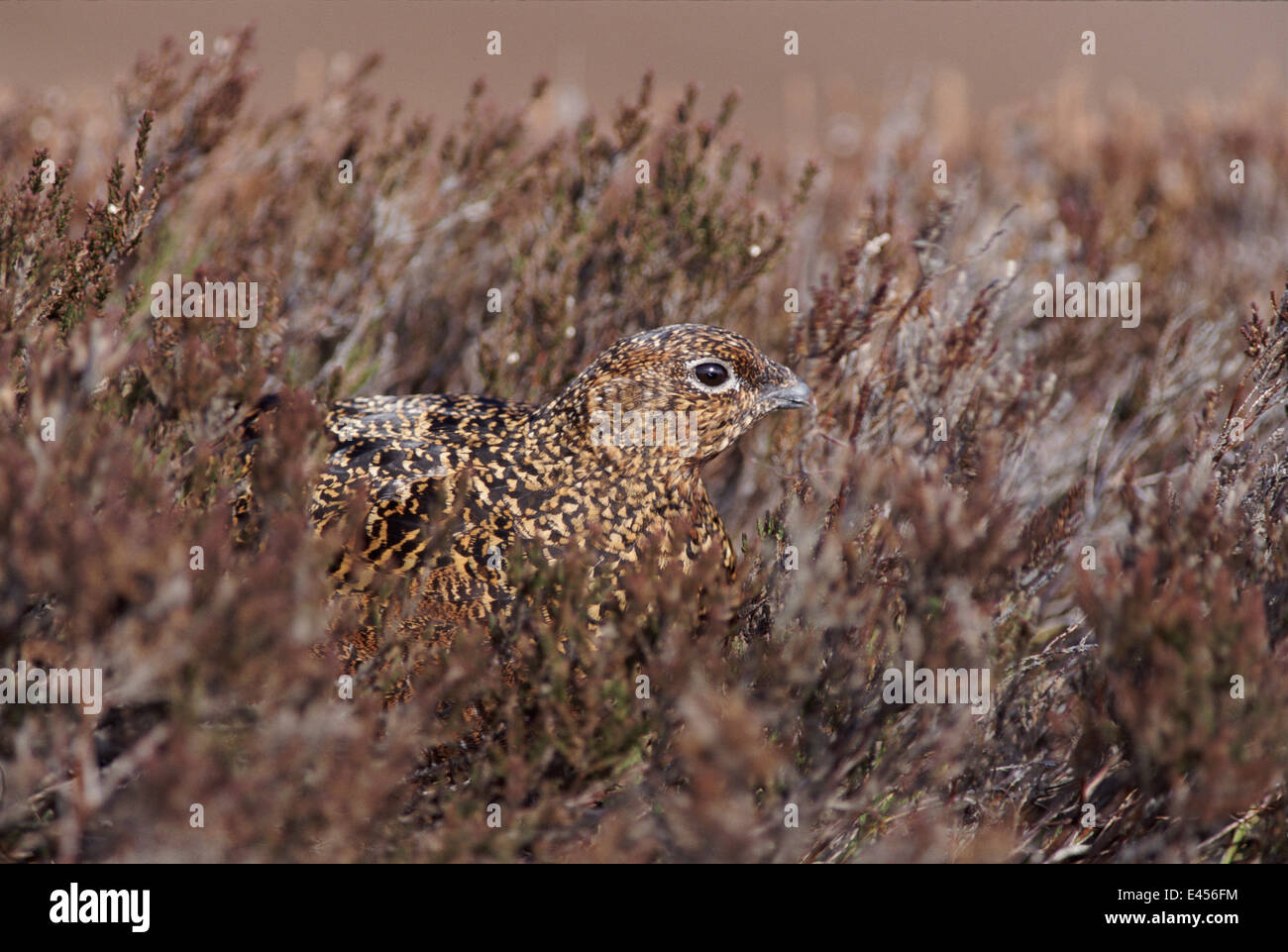 Scottish heather grouse moors hi-res stock photography and images - Alamy