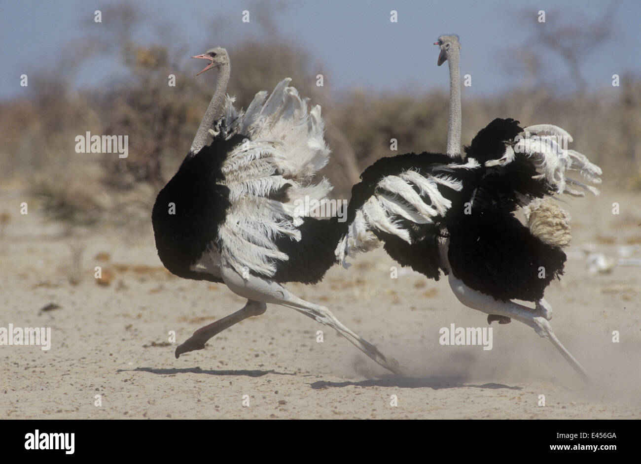 Two male Ostriches running during dispute, Etosha NP, Namibia. Ostrich ...