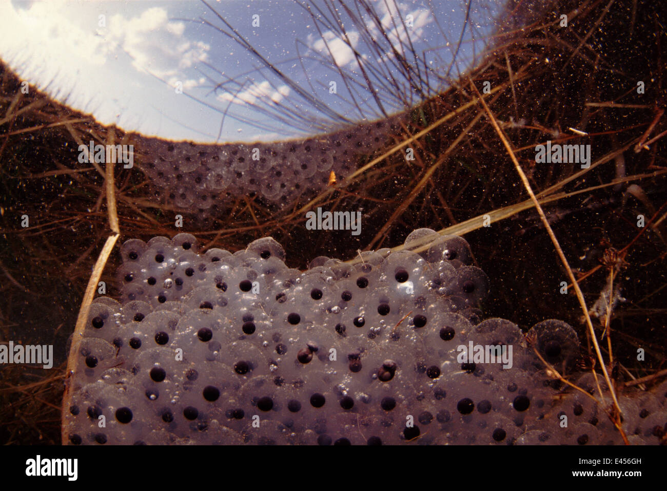 Common frogspawn in Germany. (Rana temporaria) Fish-eye Stock Photo - Alamy