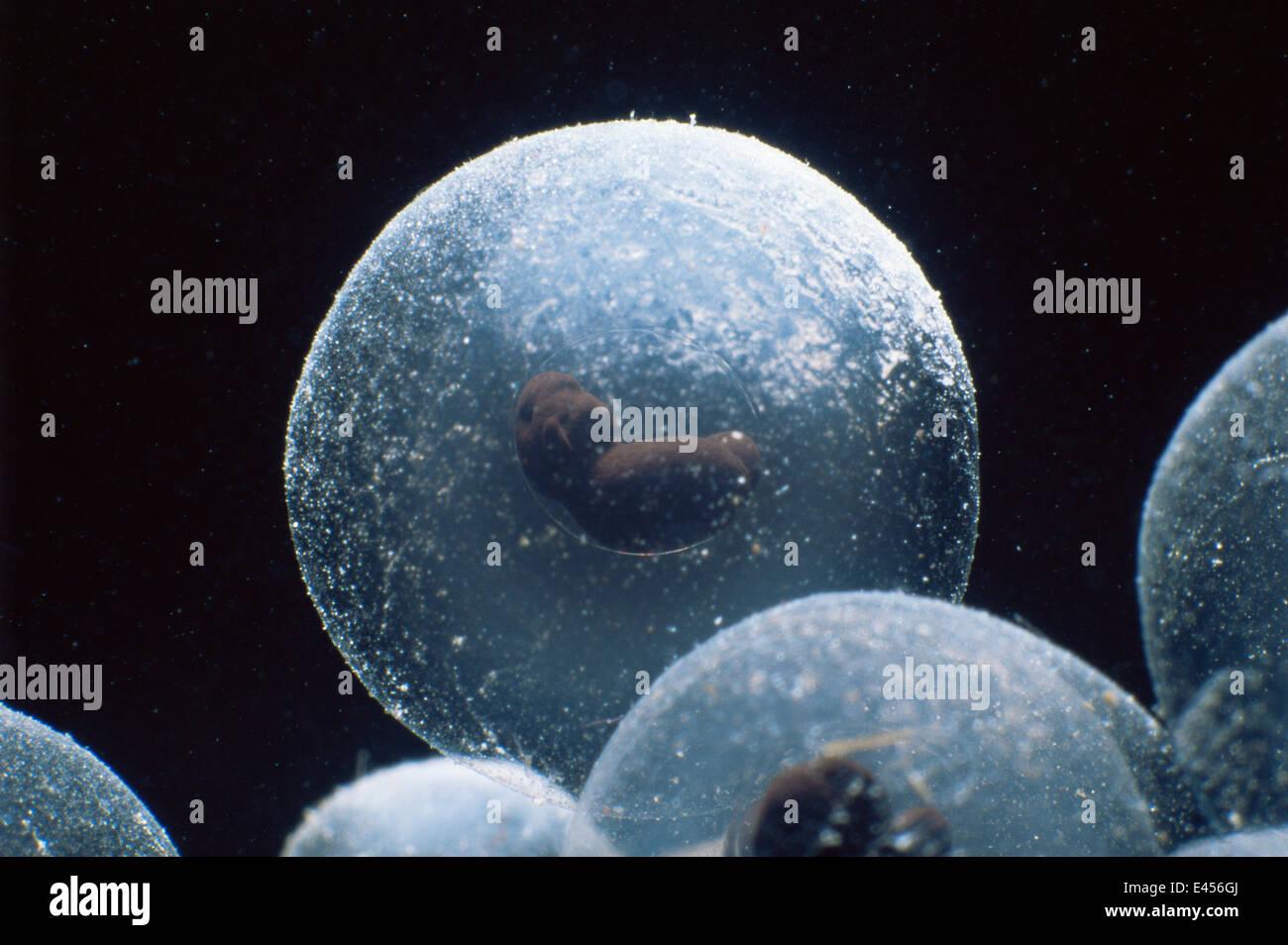 Common Frog egg (frogspawn) with developoing embryo (Rana temporaria ...