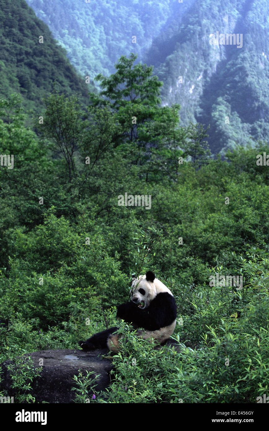 Wolong nature reserve landscape hi-res stock photography and images - Alamy