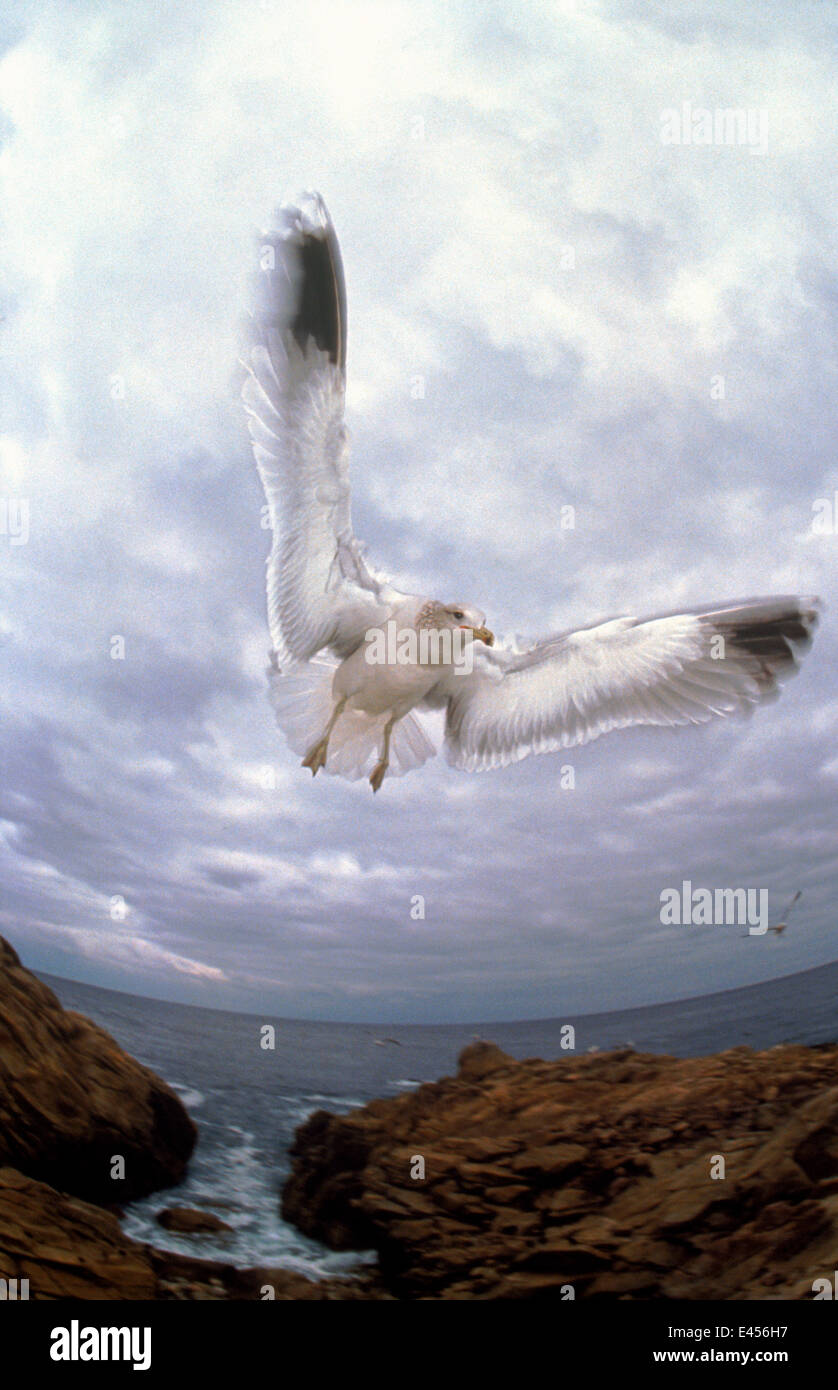 Seagull in flight Stock Photo - Alamy