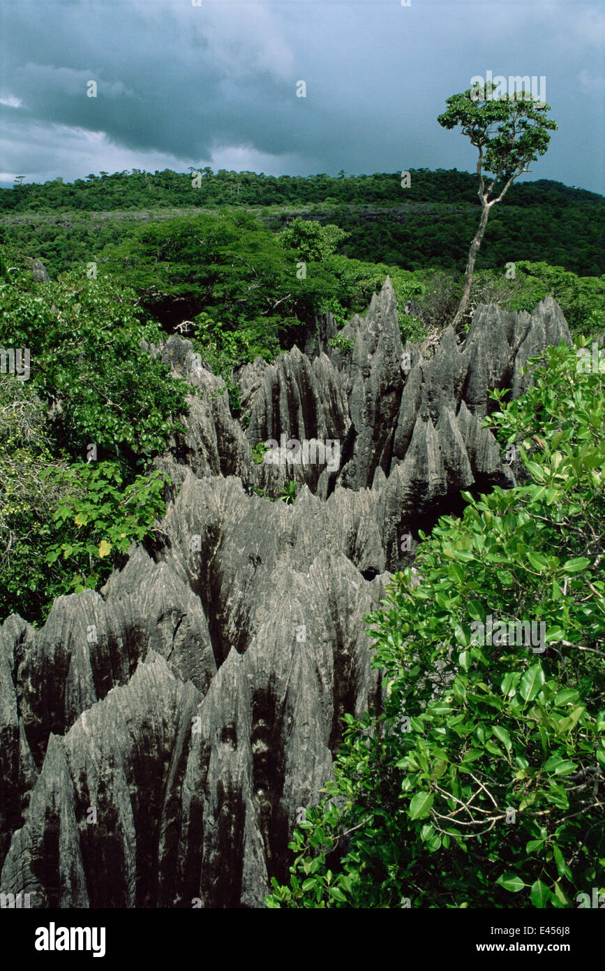 Eeroded limestone pinnacles in 'Tsingy' landscape, Ankarana special ...