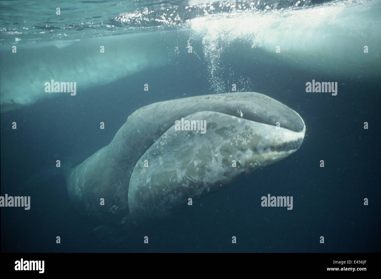 Bowhead whale just under ice, Arctic Stock Photo - Alamy