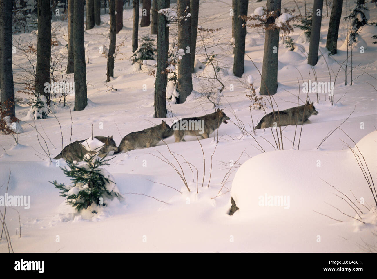 Grey wolves (Canis lupus) in snow, woodland Bayerischer Wald NP ...