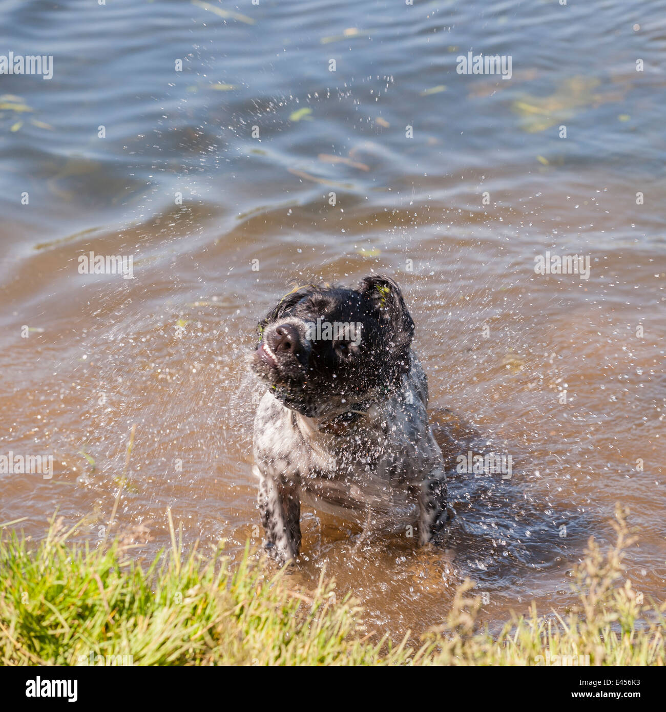 A wet 2 year old working English Springer Spaniel dog swimming in the ...