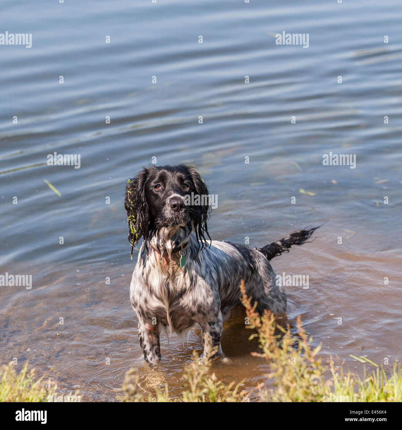 A wet 2 year old working English Springer Spaniel dog in the river ...