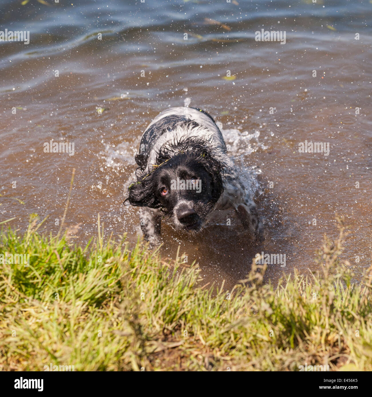 A wet 2 year old working English Springer Spaniel dog swimming in the ...
