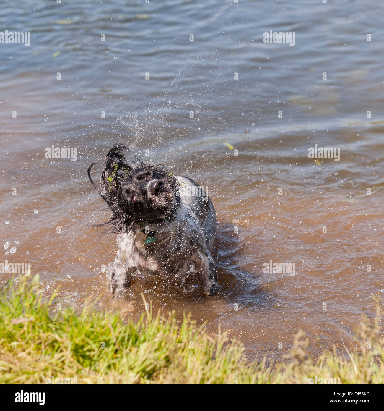 Shaking water dogs swimming river hi-res stock photography and images ...