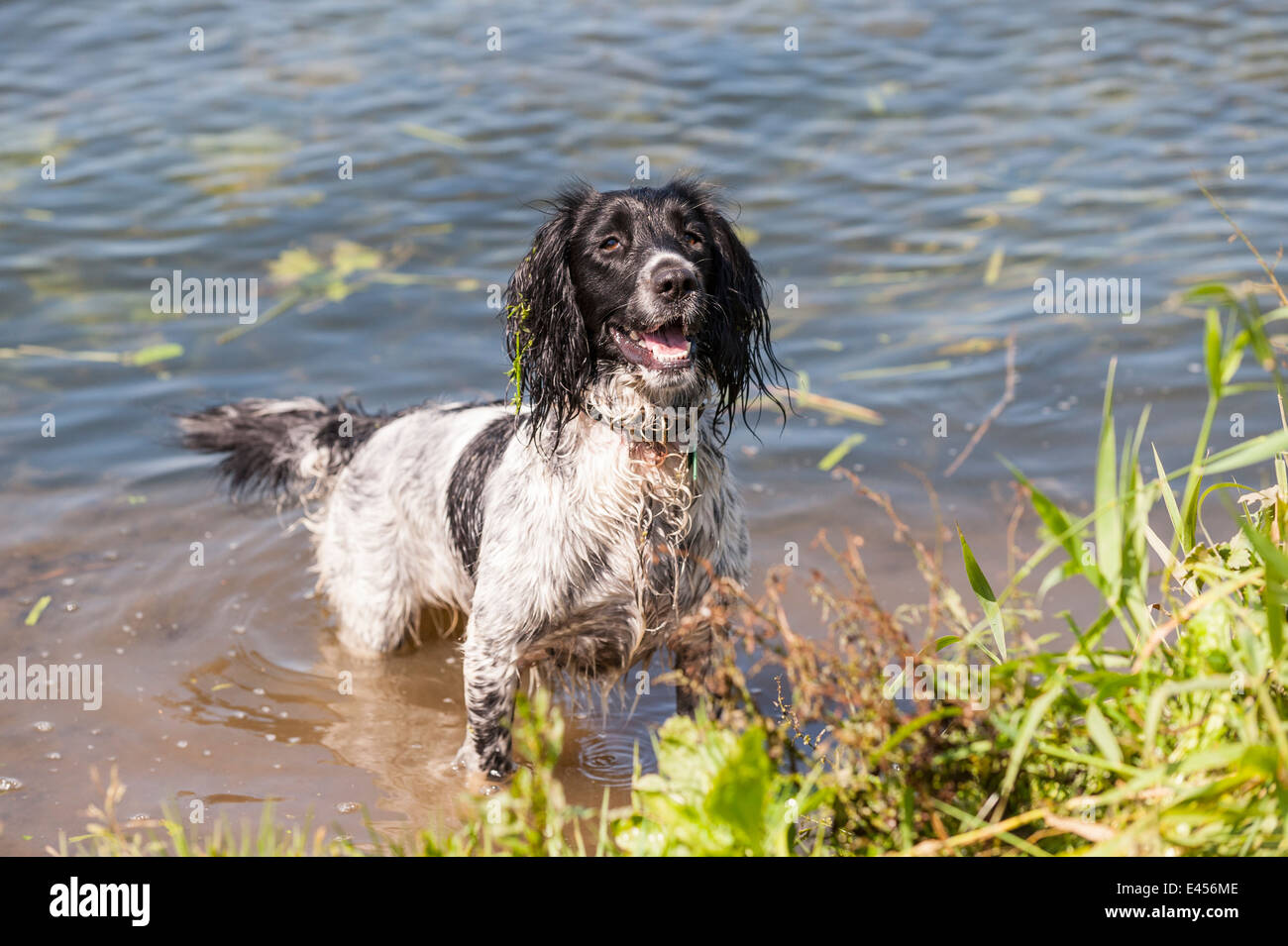 Wet spaniel in water hi-res stock photography and images - Alamy