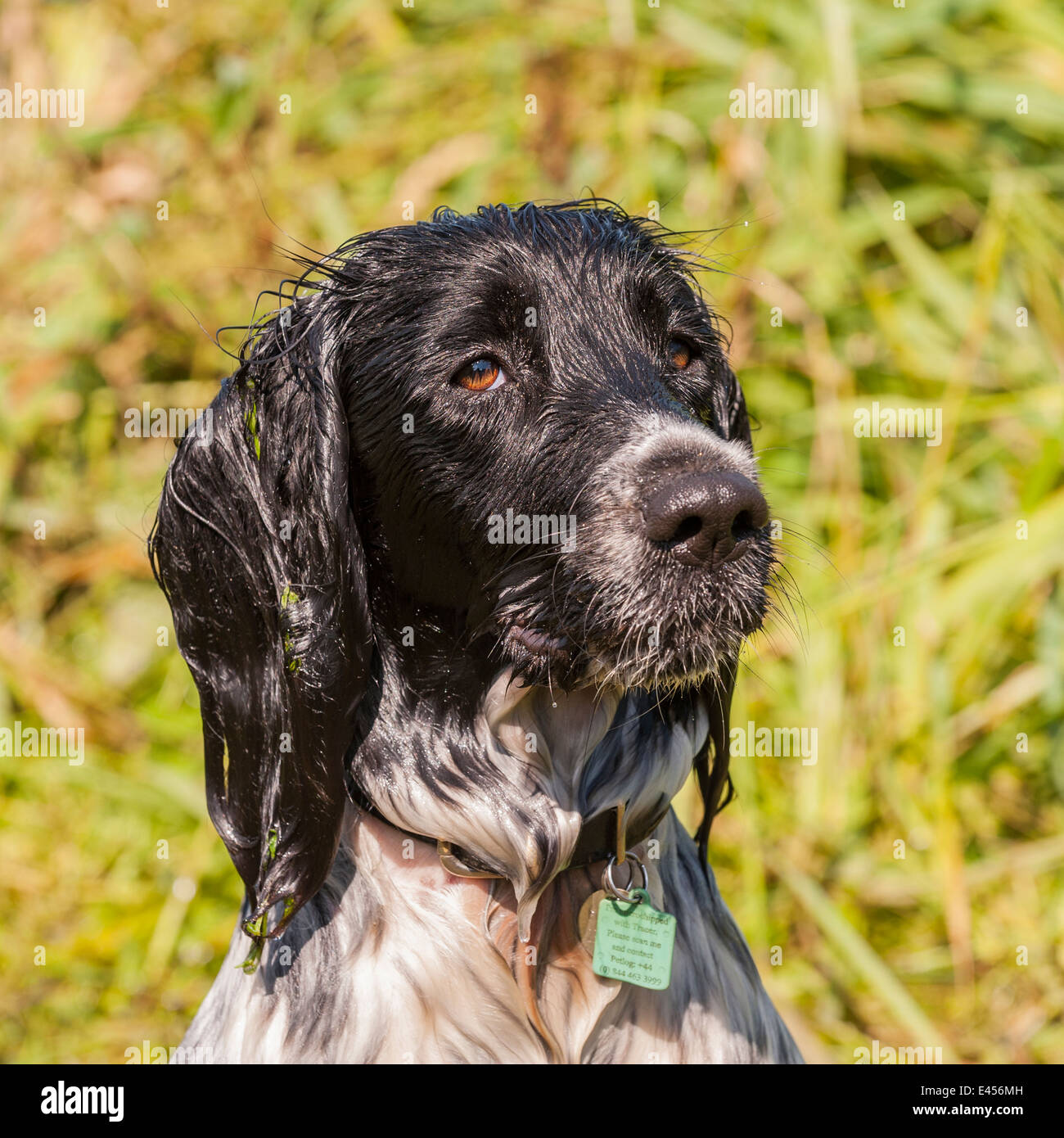 Working english springer spaniel hi-res stock photography and images ...