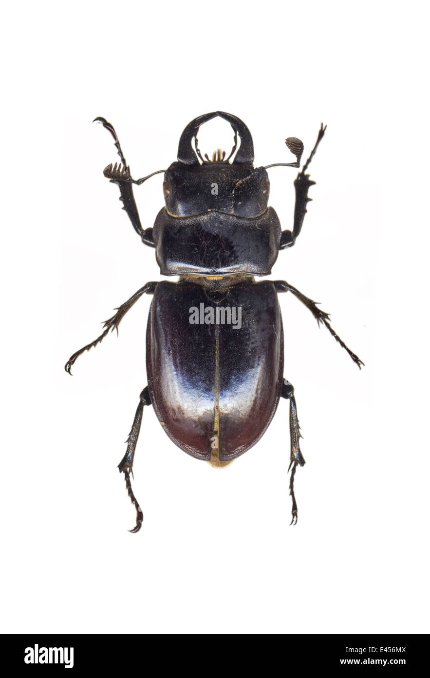 Coleoptera; Lucanidae; Lucanus barbarossa; Fabricius 1801: female Stock ...