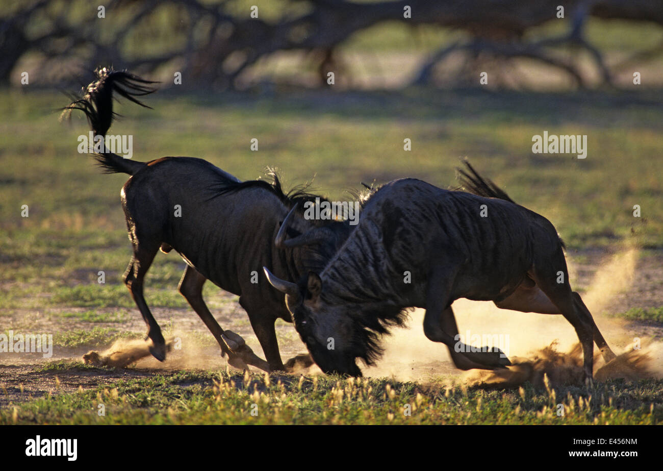 Wildebeest fighting (Connochaetes taurinus) Kruger NP, S. Africa Stock ...