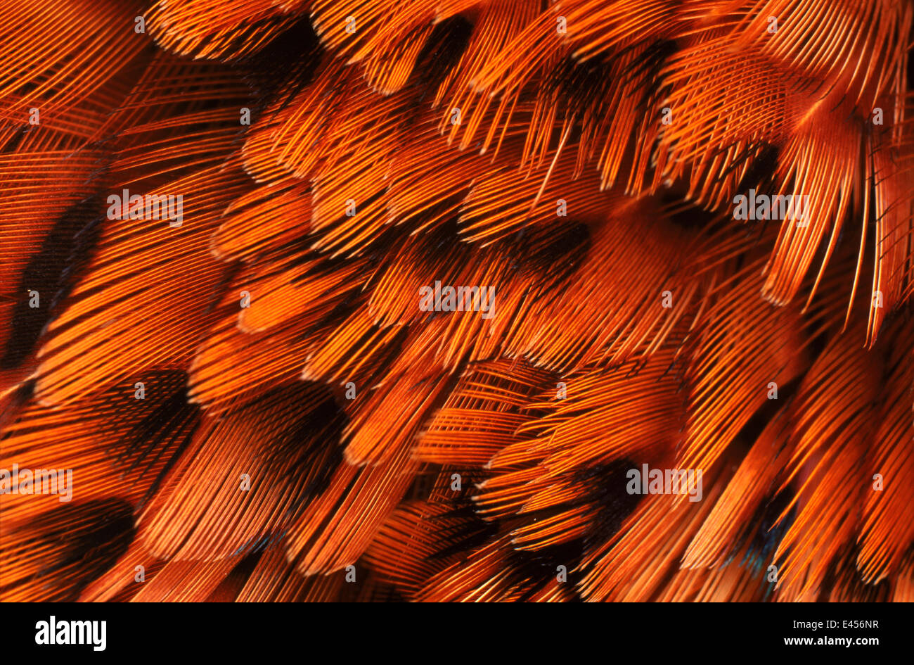 Plumage patterns hi-res stock photography and images - Alamy