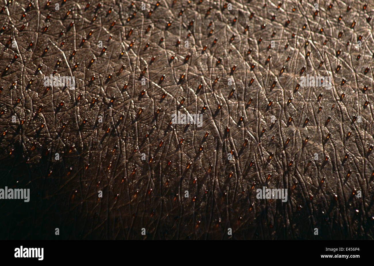 Detail of Hippopotamus skin showing oily secretion {Hippopotamus ...