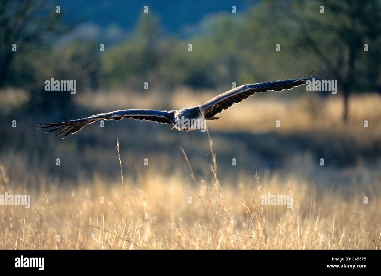Martial eagle flying low (Polemaetus bellicosus) Zimbabwe Stock Photo ...