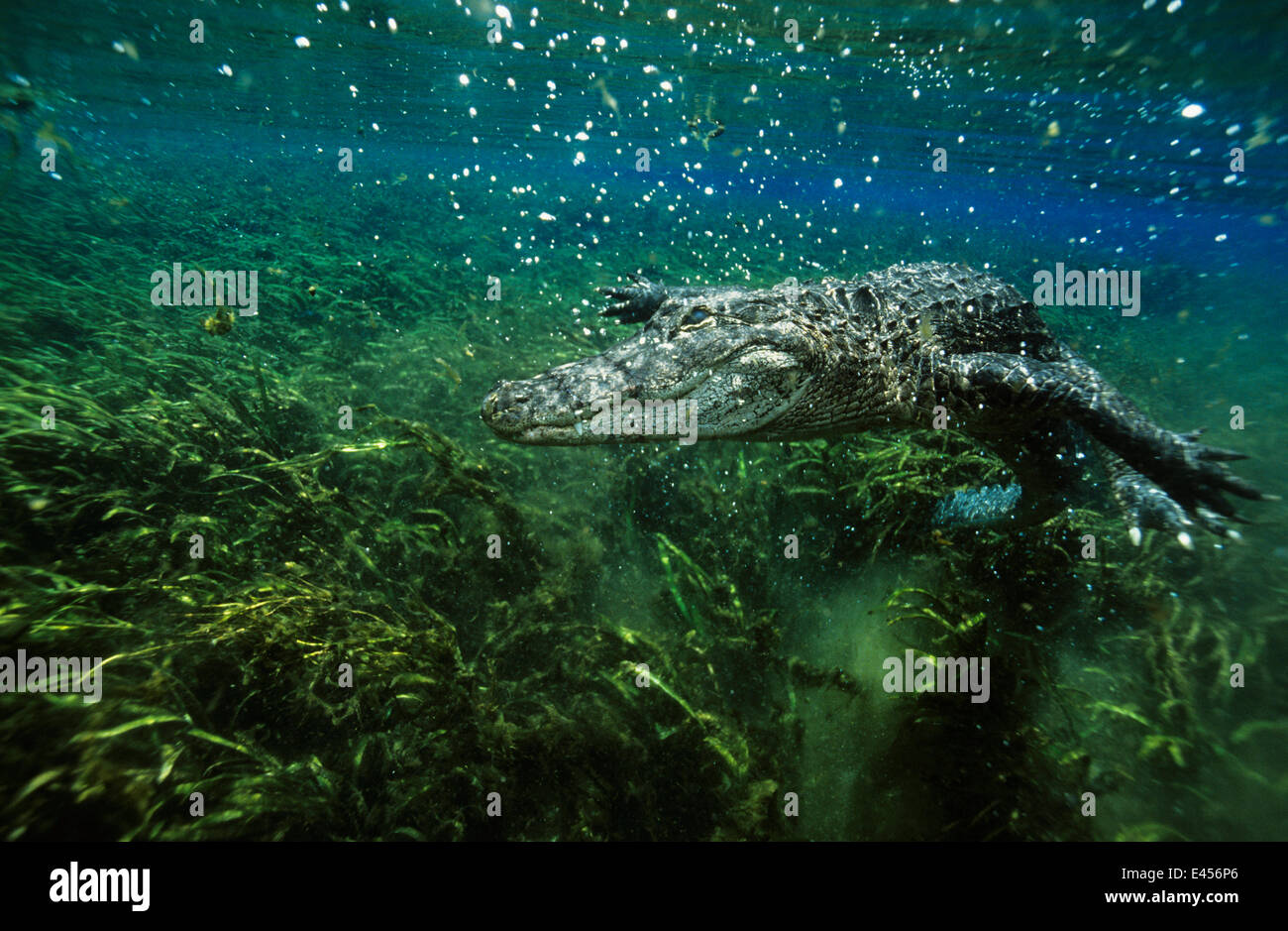 American alligator underwater. Florida, USA Stock Photo - Alamy